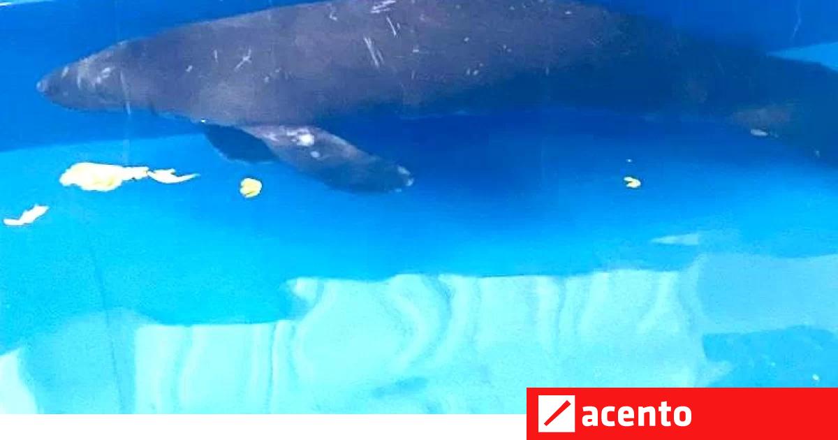 Bebé manatí rescatado en la costa de San Pedro de Macorís, se recupera ...
