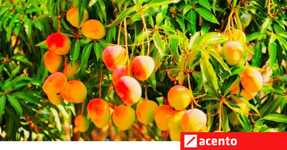 El mango dominicano llega a Costa Rica | Acento