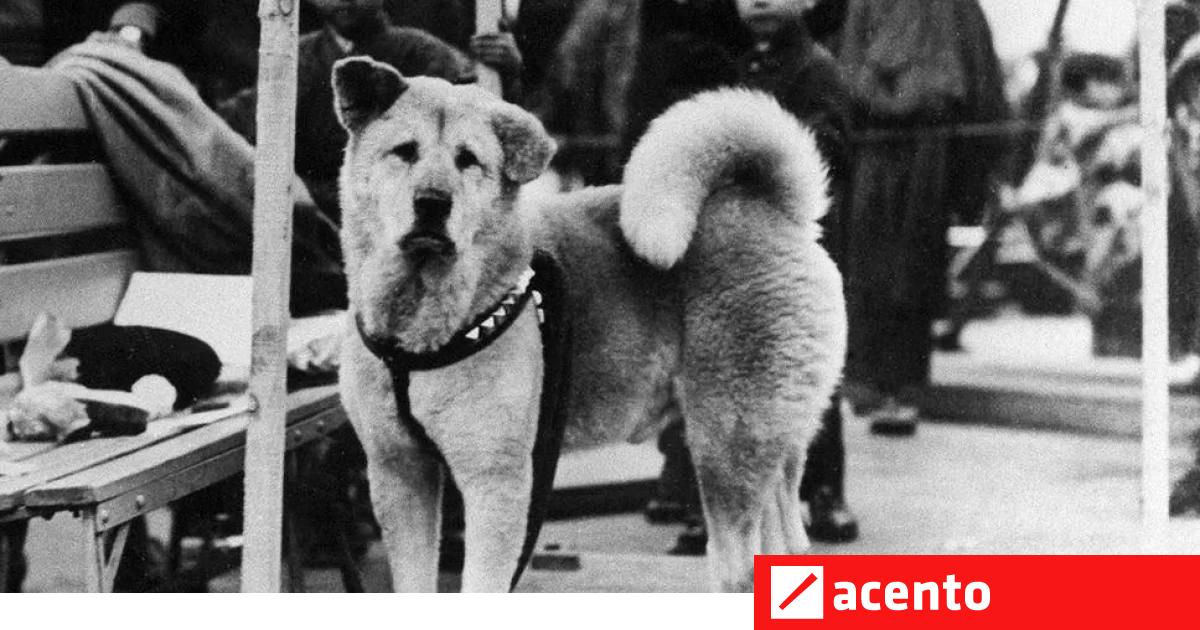 La emotiva historia de Hachiko, el “perro más fiel del mundo” del que este año se conmemora el ...