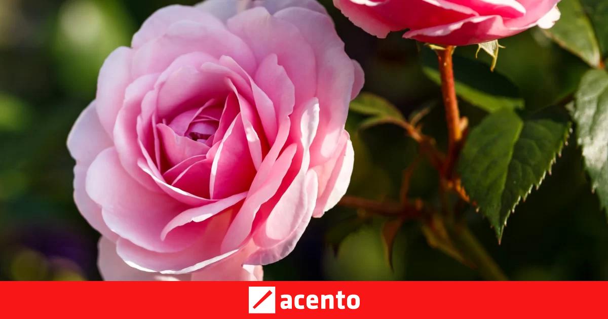 La rosa y los estados de la conciencia | Acento