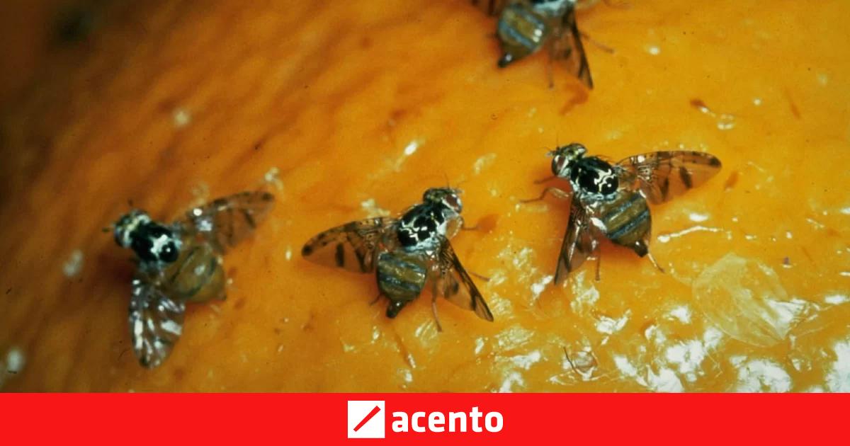 «Mosca del Mediterráneo», claves para una buena redacción | Acento
