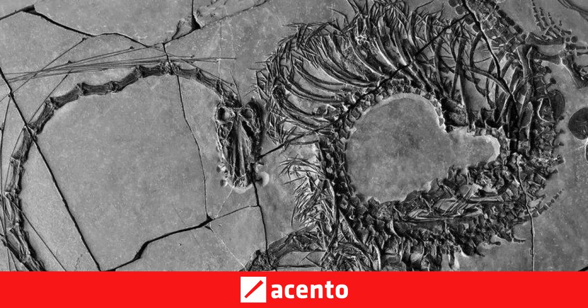 El espectacular fósil de un dinosaurio “dragón” de 240 millones de años ...
