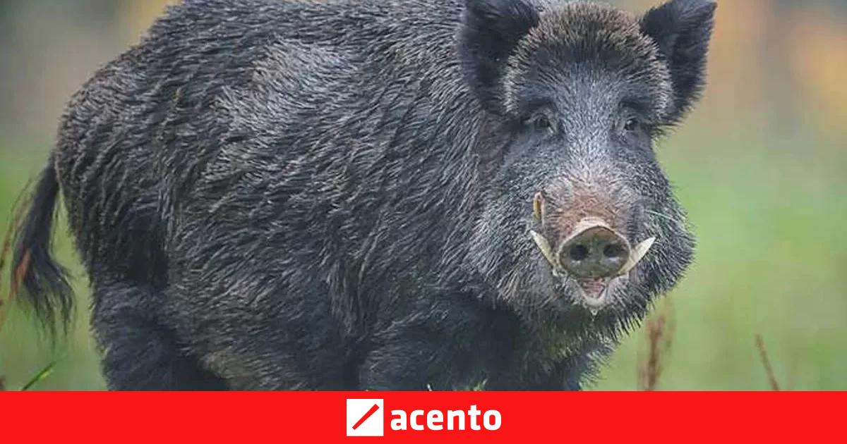 Cacería de cerdos y chivos cimarrones: desafiante tradición que perdura ...