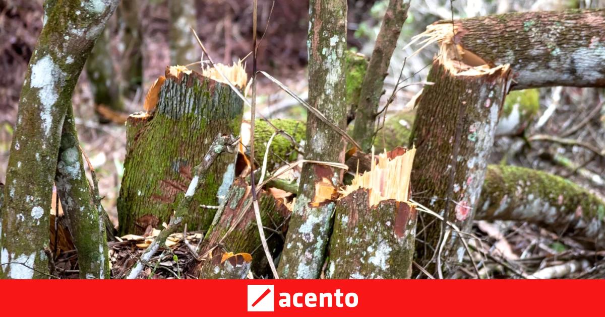 Medio Ambiente apresa a un dominicano por depredar bosque en el Parque ...