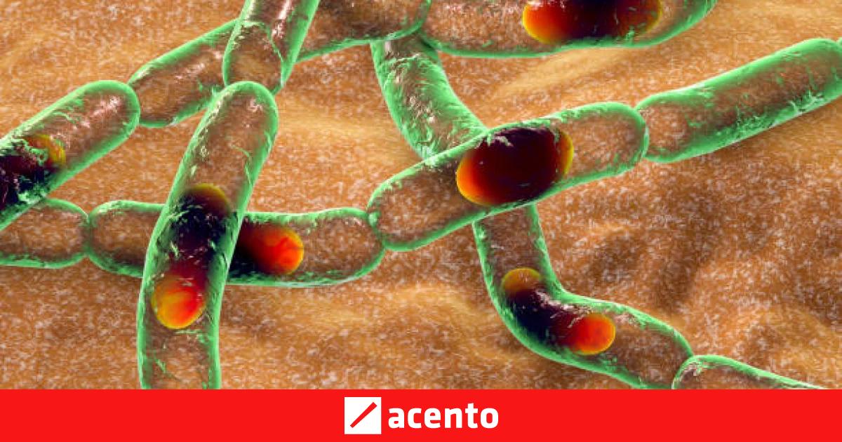 ¿Qué es el ántrax? La enfermedad amenaza a Haití y a República ...