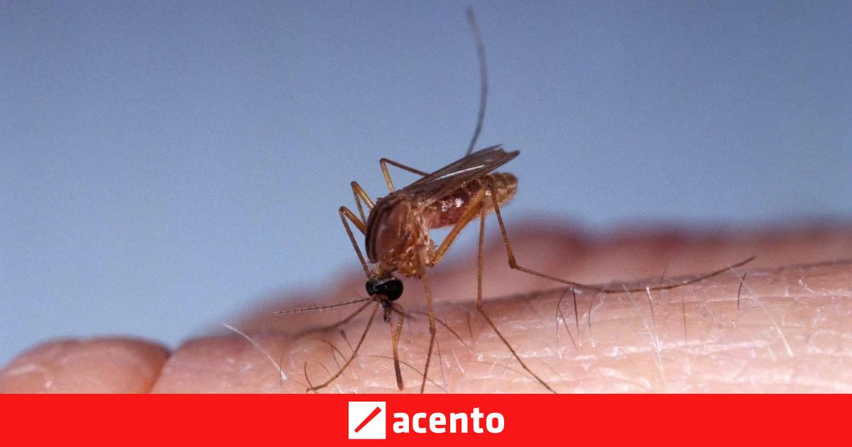 Qué es el oropouche, el virus detectado en América Latina para el que ...
