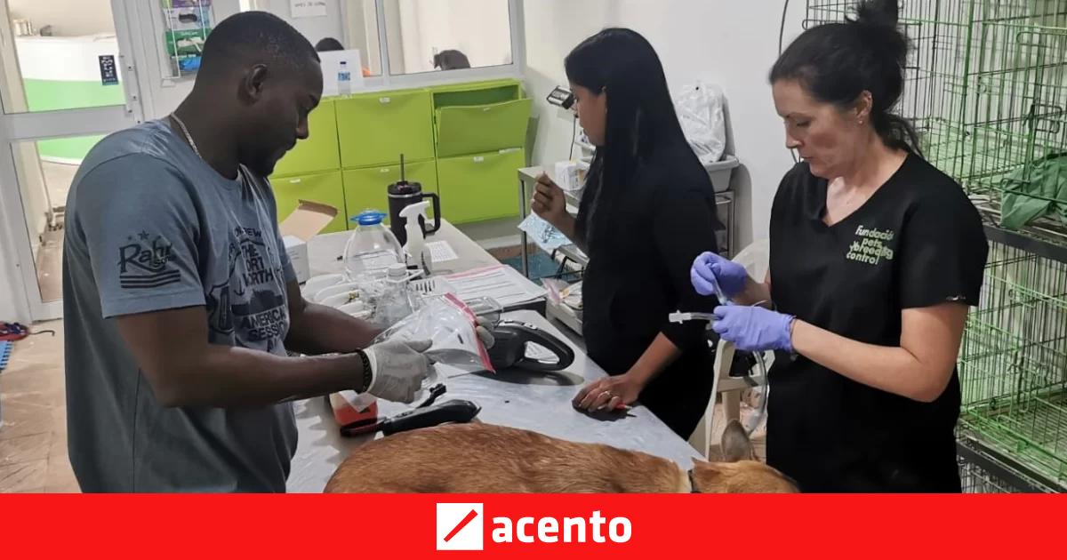 Pets Breeding Control anuncia su última jornada masiva de ...