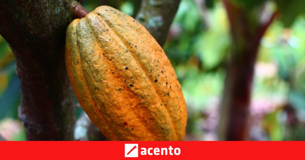 Impulsan proyecto de semillas de cacao en Puerto Plata | Acento