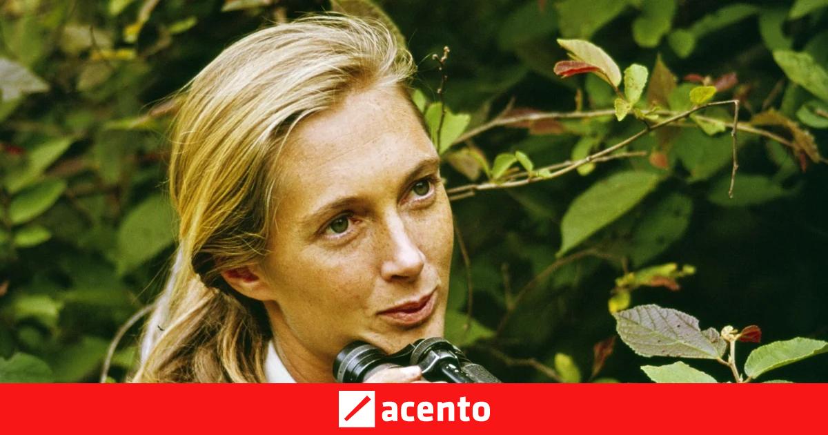Muere Jane Goodall, la mujer que cambió nuestra comprensión de los ...