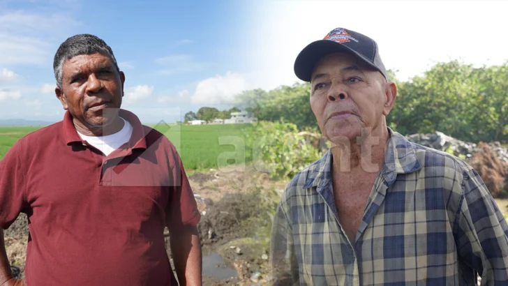 Productores de Angelina en Cotuí valoran dragado del drenaje Pontón que ...