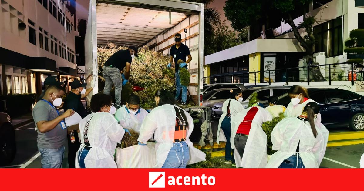 Siembra de marihuana desmantelada en Ocoa pesó más de 13,800 libras ...